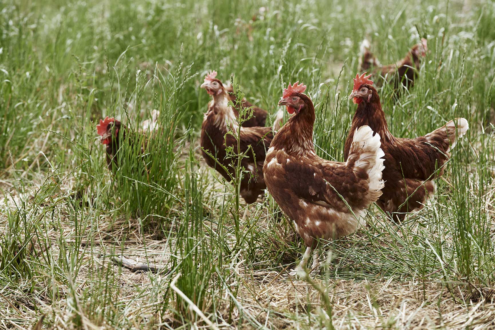 Anne LE TEXIER - Eureden Foodservice